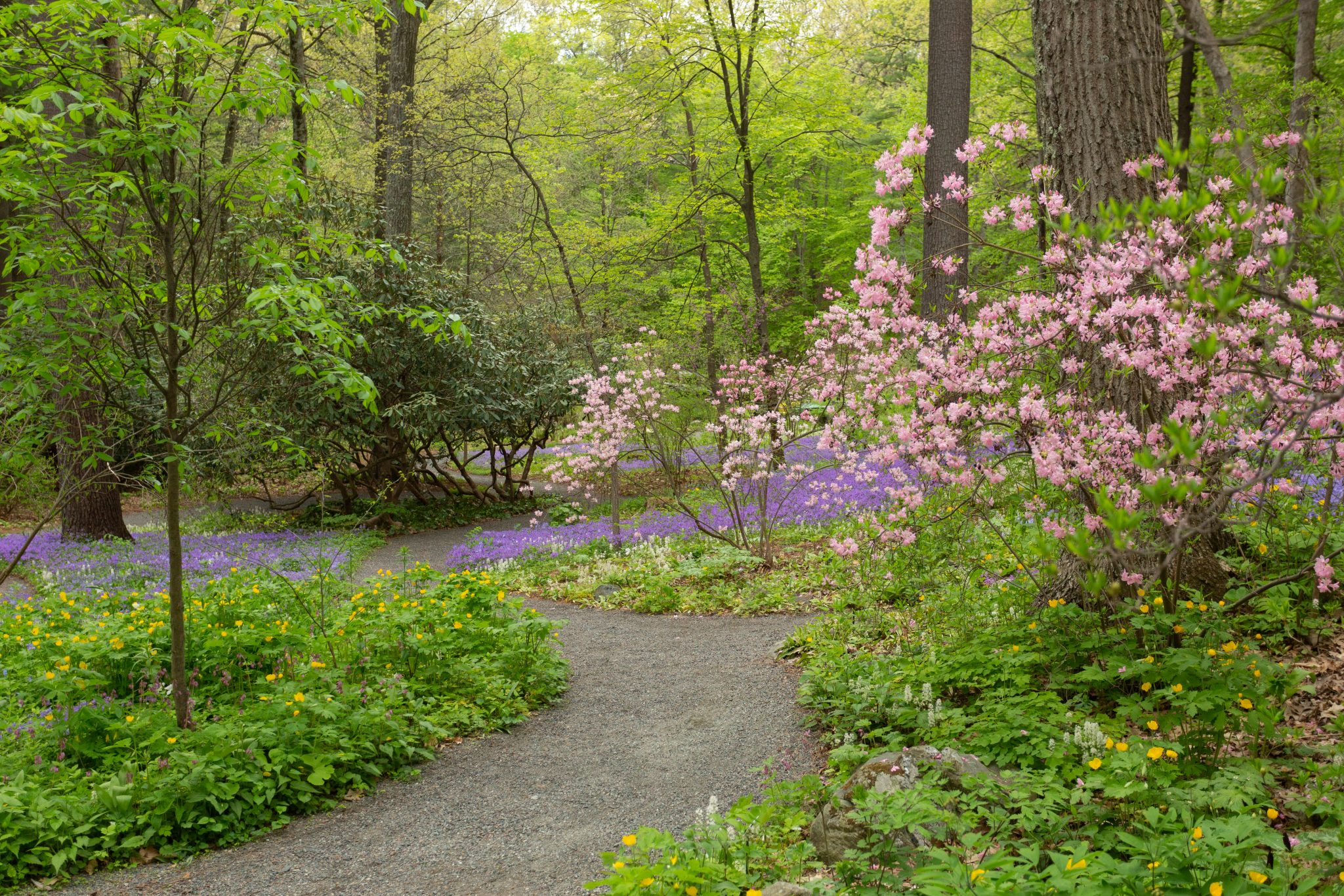 Native Plant Trust | Garden in the Woods – North American Reciprocal ...